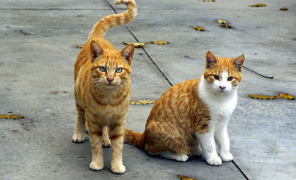 The "Pusang Gala" and Philippine Culture: - pinoypetplan.com
