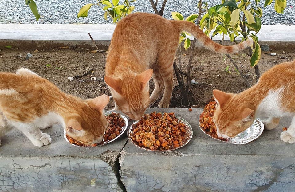 The "Pusang Gala" and Philippine Culture: - pinoypetplan.com
