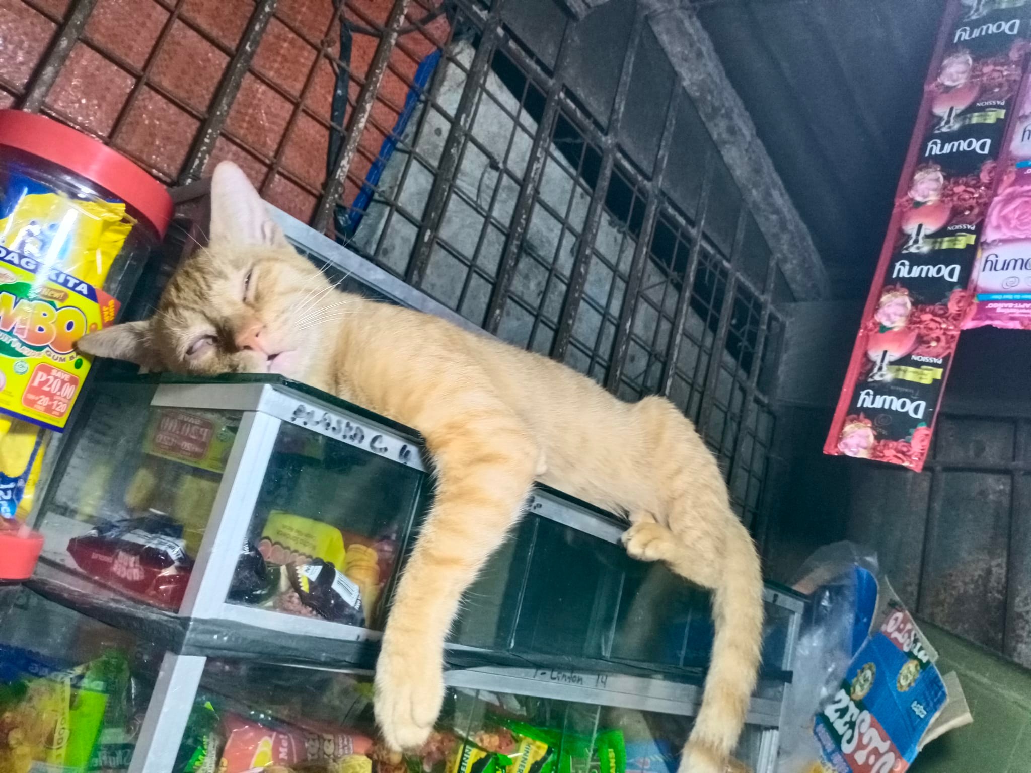 The "Pusang Gala" and Philippine Culture: - pinoypetplan.com