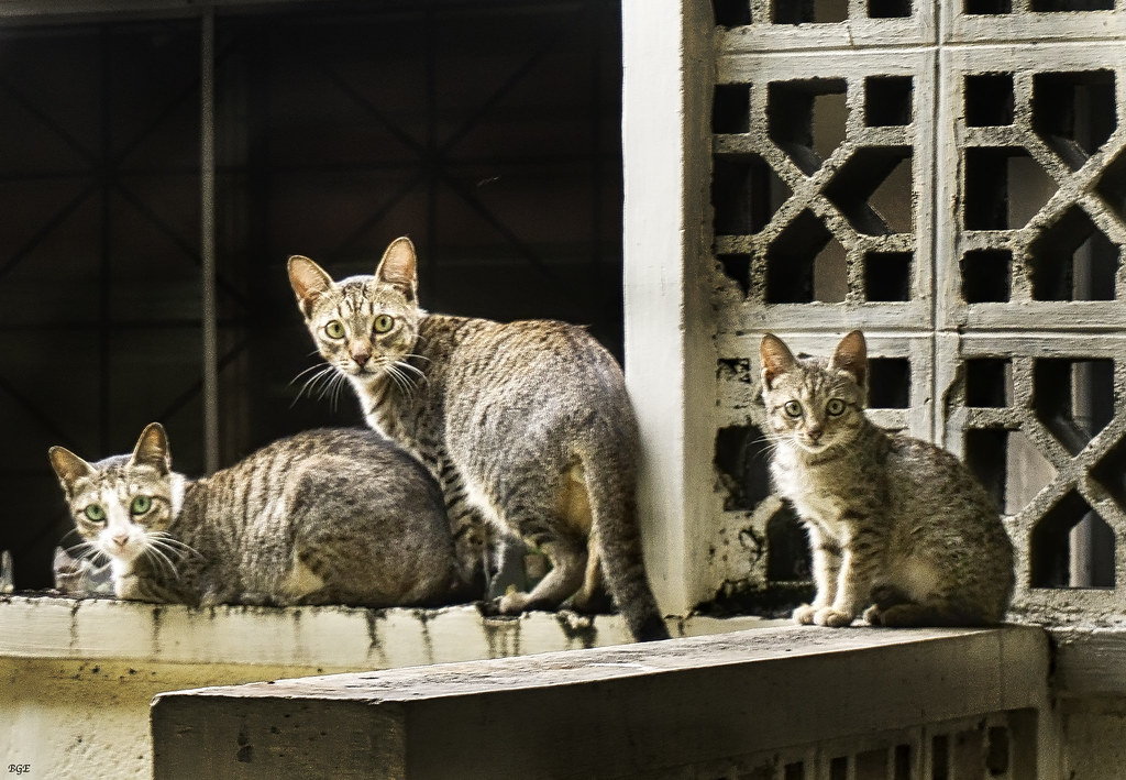 The “Pusang Gala” and Philippine Culture: – pinoypetplan.com