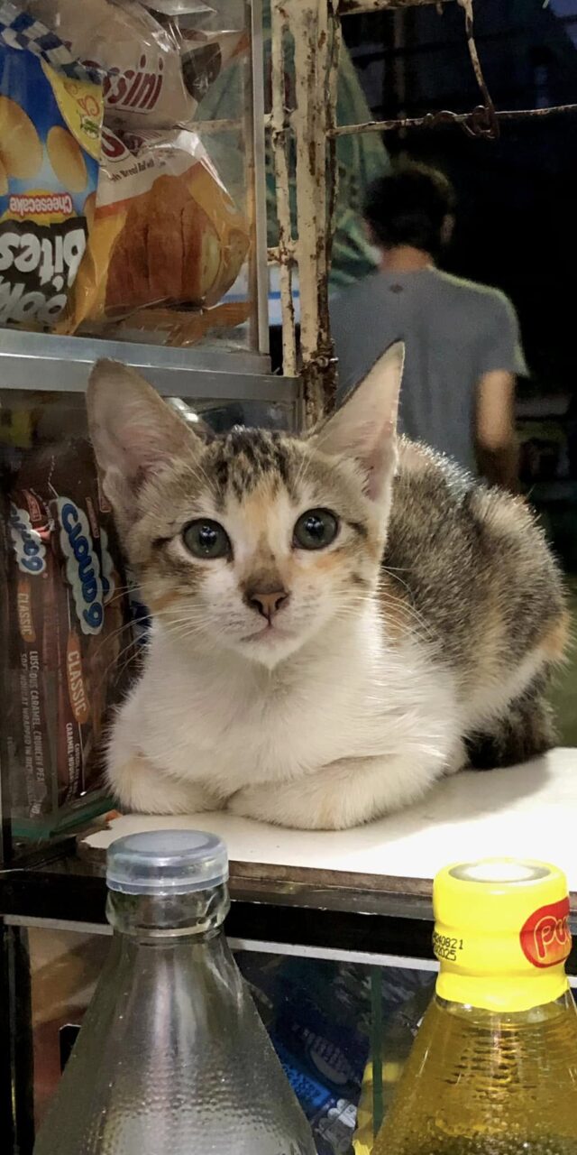 The "Pusang Gala" and Philippine Culture: - pinoypetplan.com