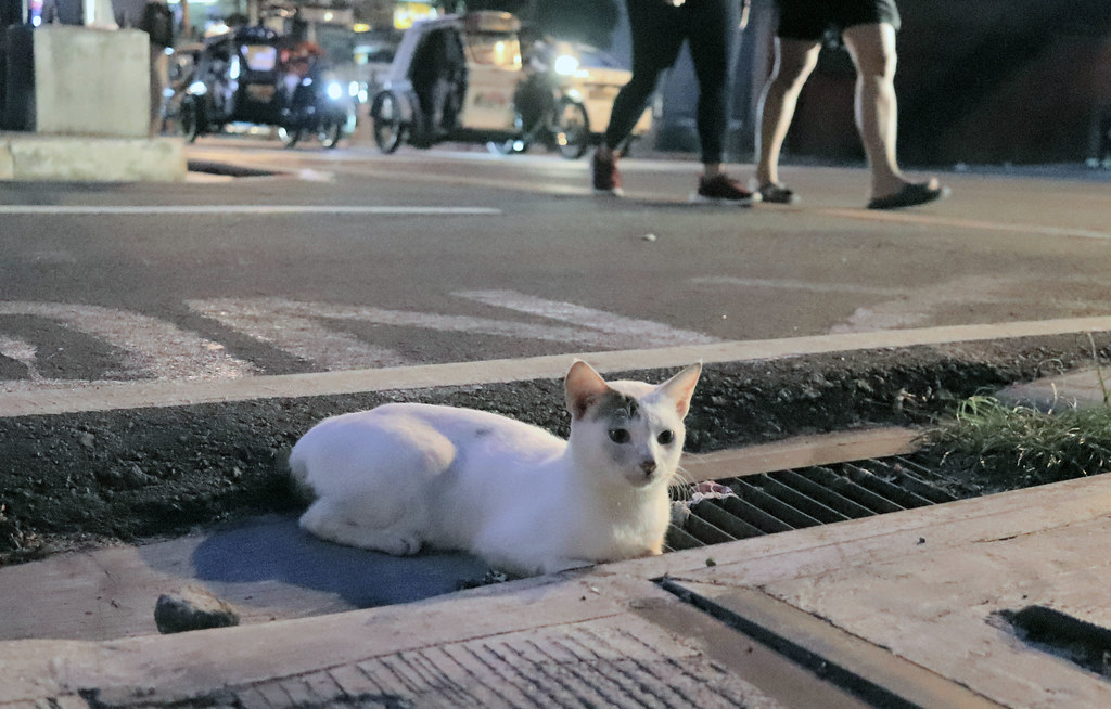 The "Pusang Gala" and Philippine Culture: - pinoypetplan.com