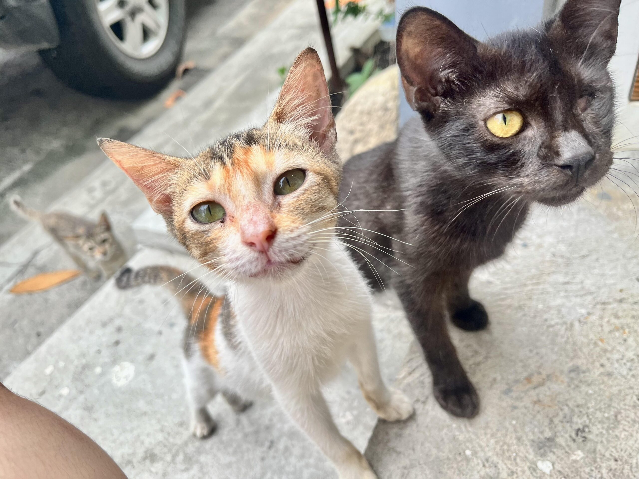 The "Pusang Gala" and Philippine Culture: - pinoypetplan.com